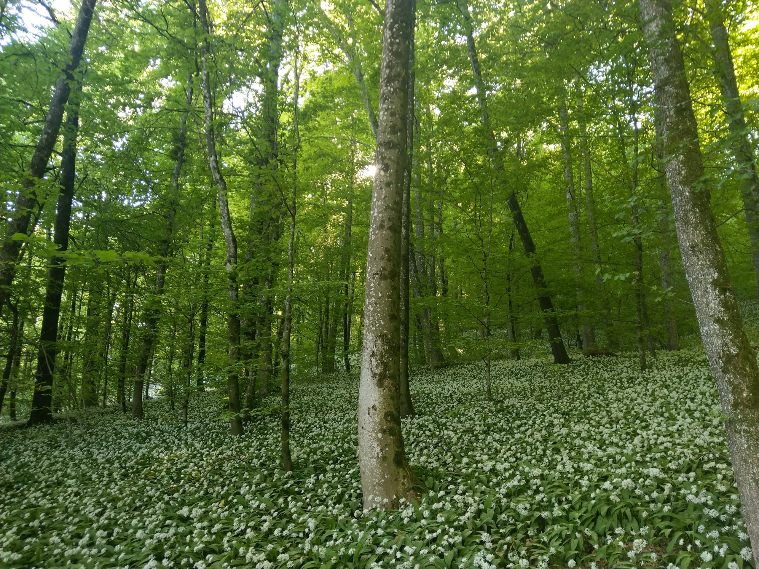 Living Lab Central: Empowering Forest Owners to Tackle Climate ...